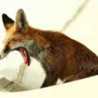 Frederick Fox Profile - Cricket Player England | Stats, Records, Video