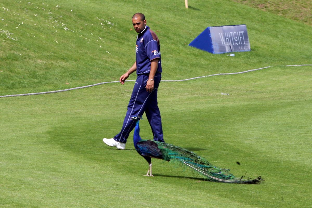 Surrey's Scott Newman is followed around the field by a peacock ...