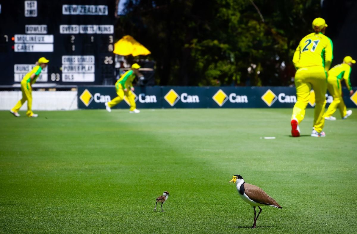A plover and her chick look for insects | ESPNcricinfo.com