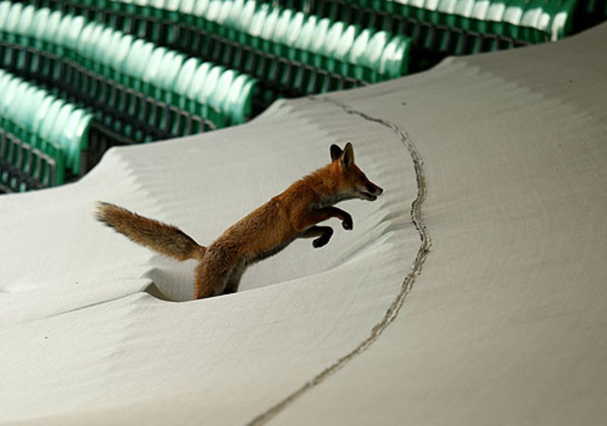 A fox jumps onto the sightscreen on the second day at The Oval ...