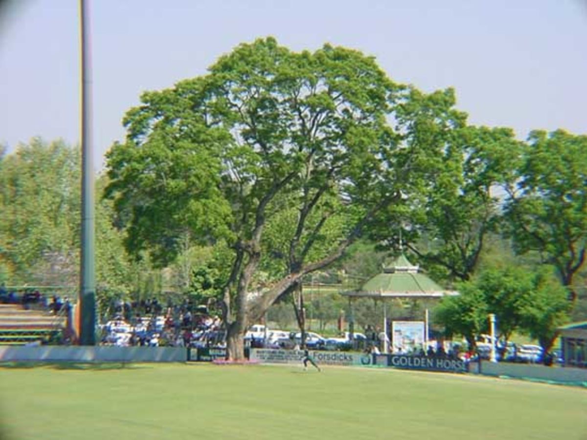 Tree inside boundary at Pietermaritzburg Oval | ESPNcricinfo.com