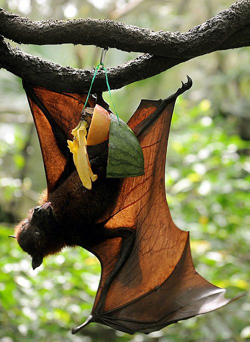Fruit bat | ESPNcricinfo.com
