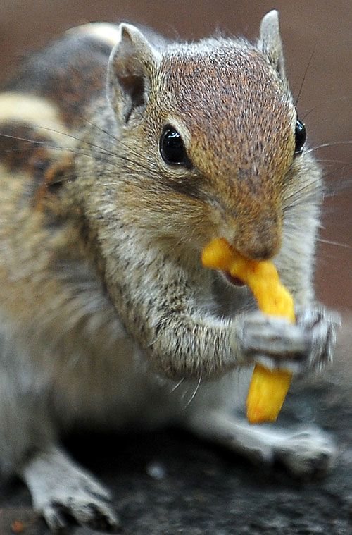 A Siberian chipmunk enjoys a snack | ESPNcricinfo.com