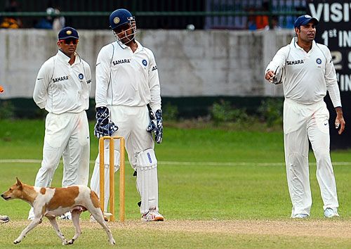 Rahul Dravid, MS Dhoni and VVS Laxman watch a dog walk across the ... Rahul Dravid, MS Dhoni and VVS Laxman watch a dog walk across the ...