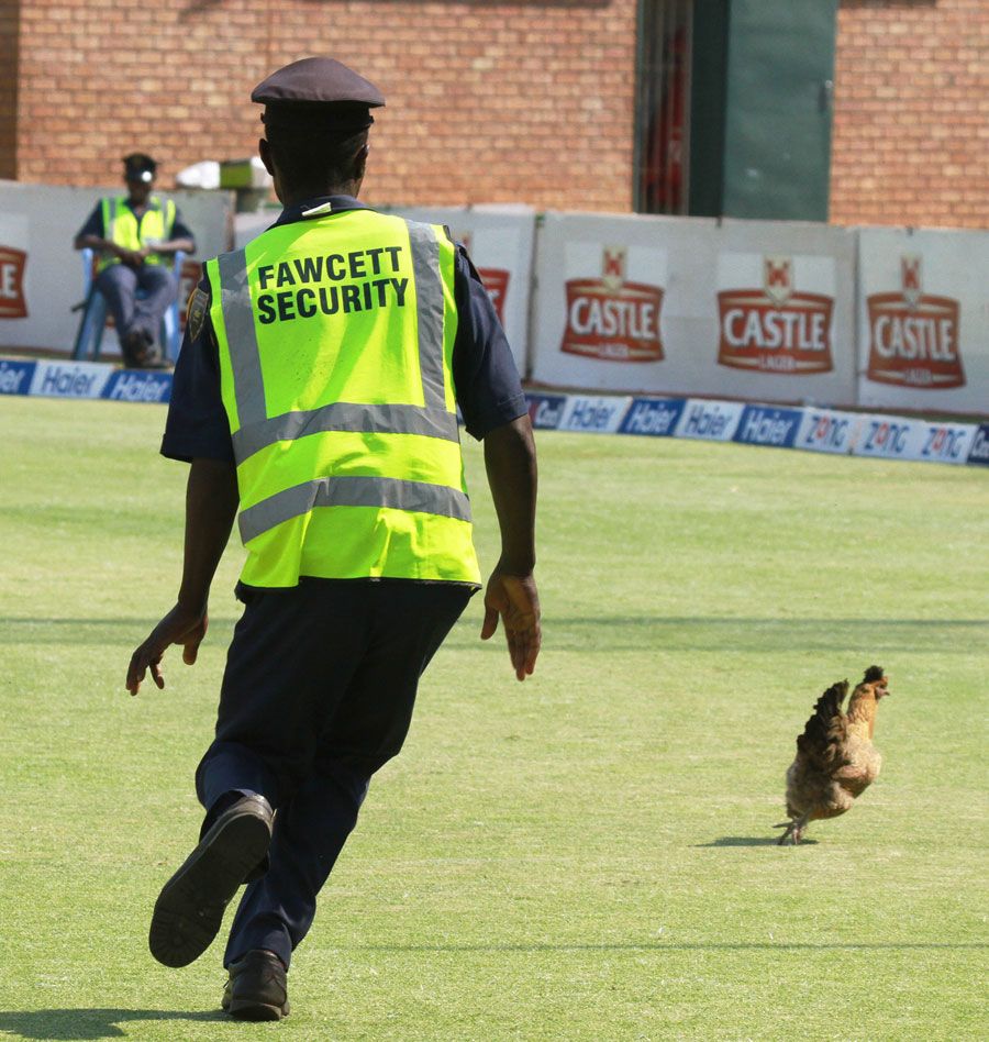 A security guard chases a chicken across the outfield | ESPNcricinfo.com