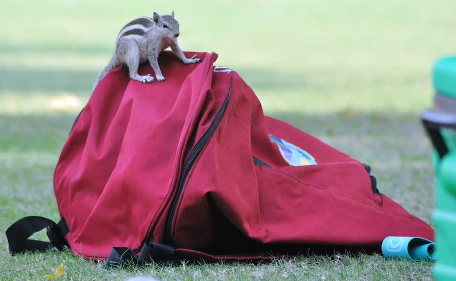 A squirrel at play during West Indies' training session | ESPNcricinfo.com
