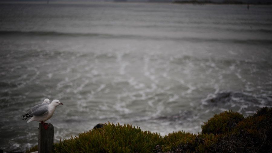 Dunedin: Scotland in the South | ESPNcricinfo