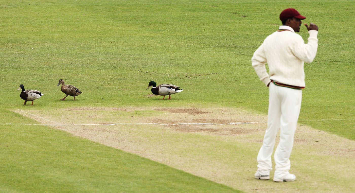 Ducks walk past the pitch | ESPNcricinfo.com