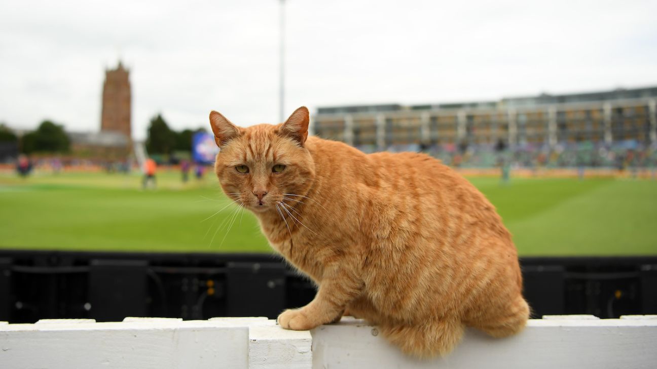 The Buzz - Cat guards Knight Riders dressing room | ESPNcricinfo
