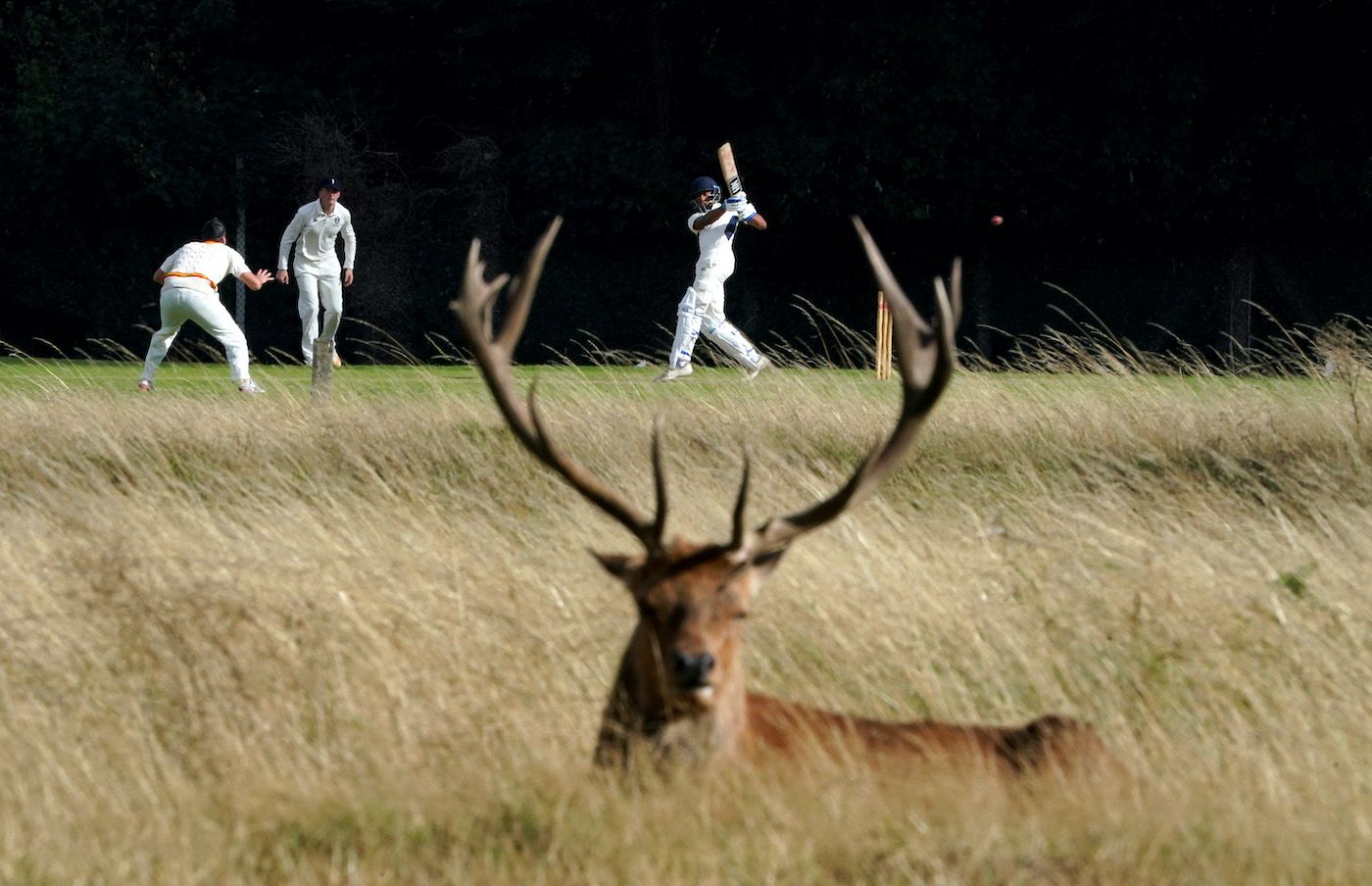 An MCC batsman hits four runs as a large stag sits in long grass near ...