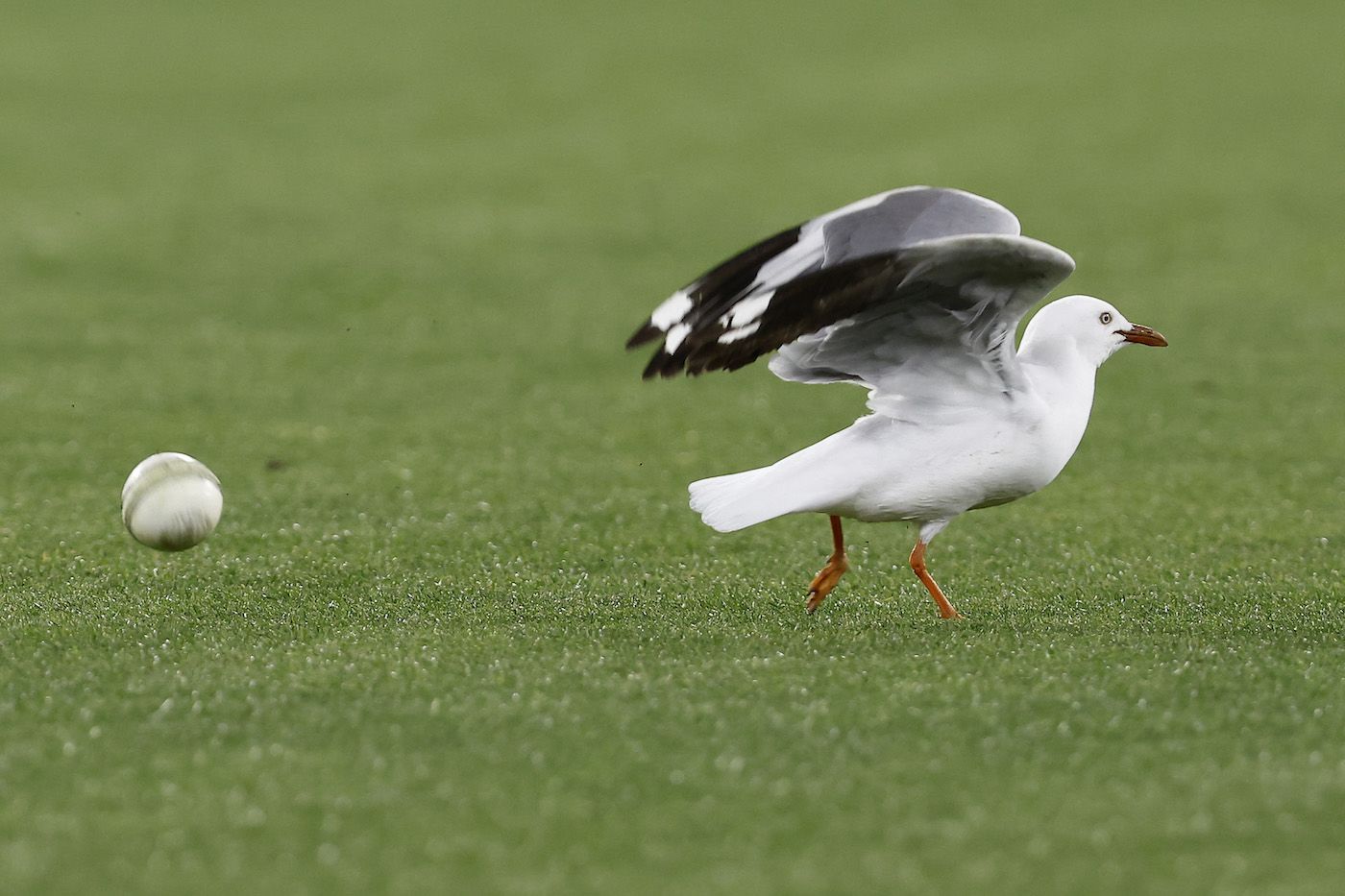 There's no cricket at the MCG without seagulls scampering away from a ...