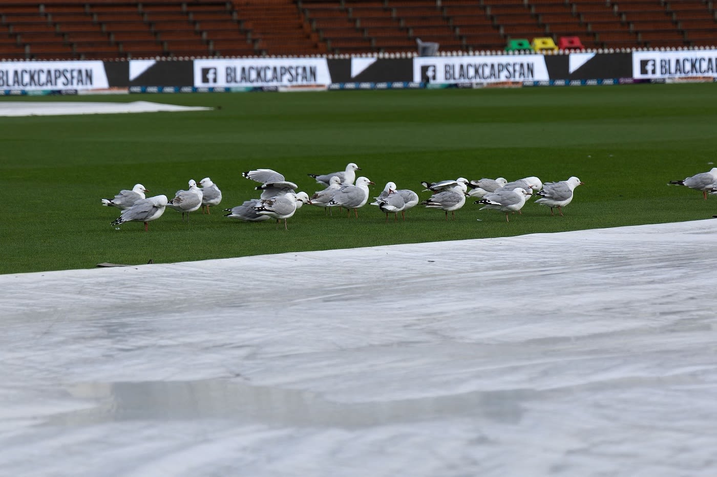 Seagulls have a ball before toss time | ESPNcricinfo.com Seagulls have a ball before toss time | ESPNcricinfo.com