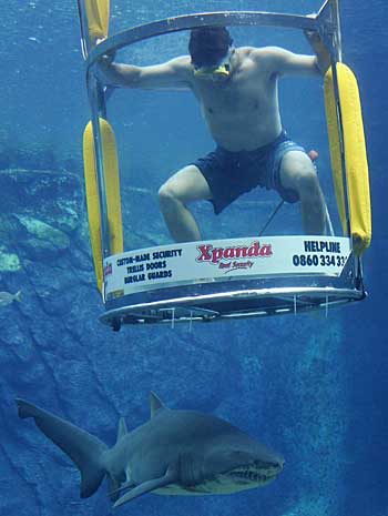 Mike Hussey keeps a close eye on the...shark | ESPNcricinfo.com