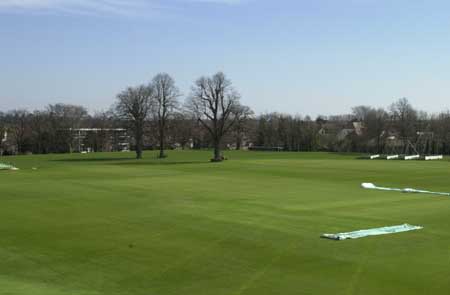 The famous lime tree at the St Lawrence Ground , Canterbury ...